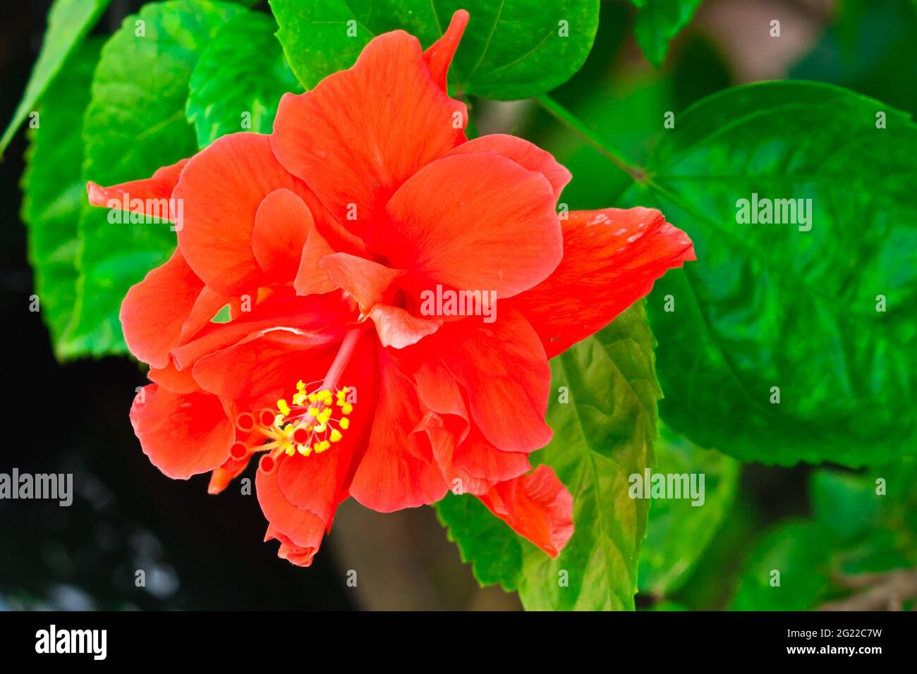 Beautiful red Hawaiian hibiscus flower on green background Stock Photo ...