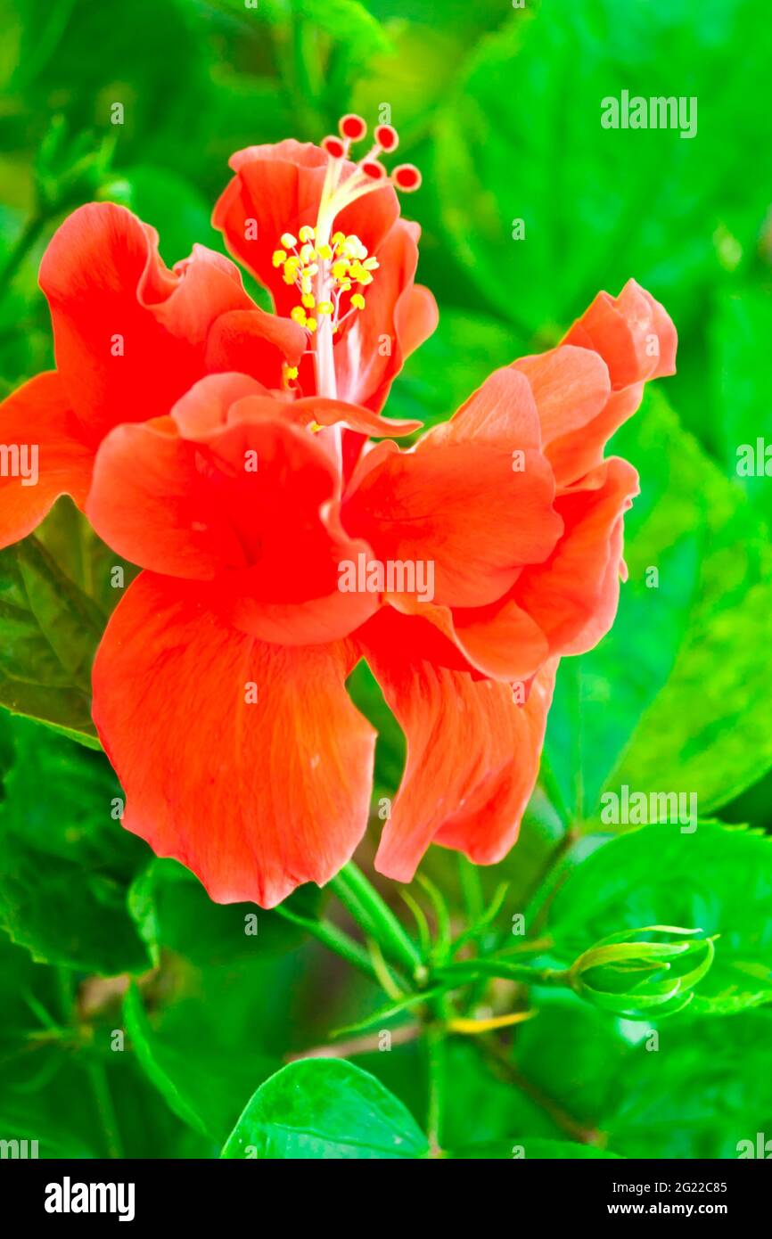 Red hawaiian hibiscus hi-res stock photography and images - Alamy