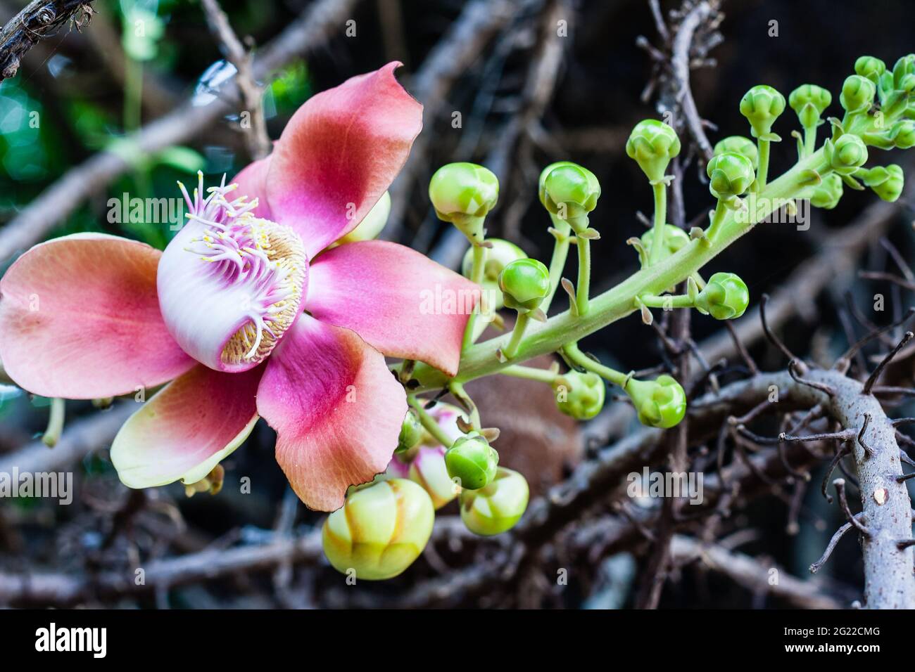 Sal,Shal, Sakhuwan,Sal Tree, Sal of India,Close up beautiful flower ...
