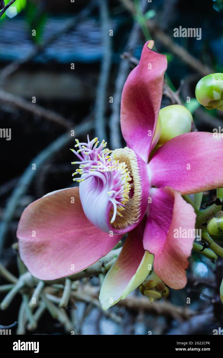 Sal tree hi-res stock photography and images - Alamy