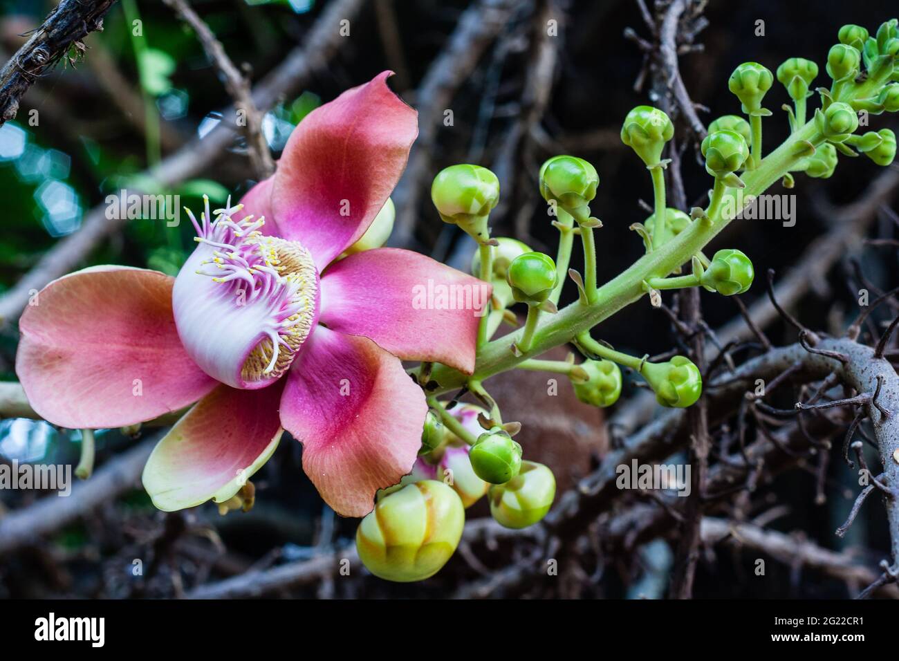 Sal flower hi-res stock photography and images - Alamy