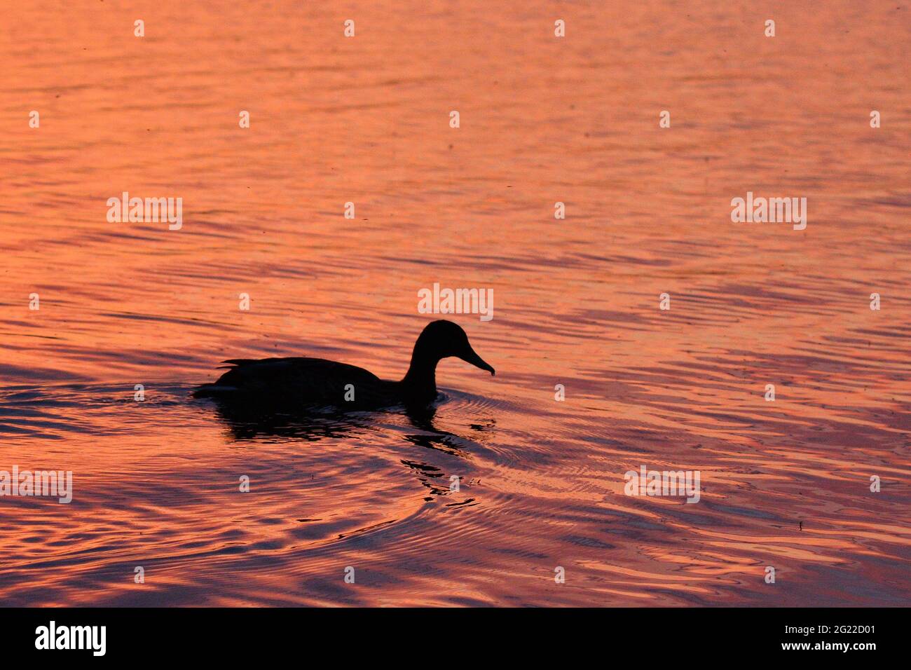 Silhouette of a duck in the Draycote Water in England, the UK during a ...