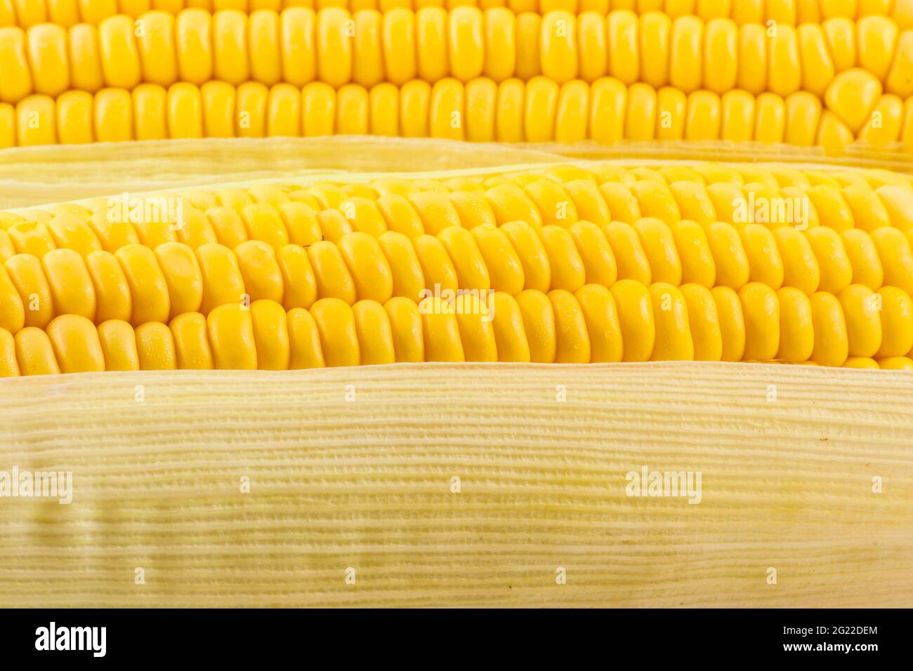 Grains of Ripe Corn with Water Droplets Stock Photo - Alamy