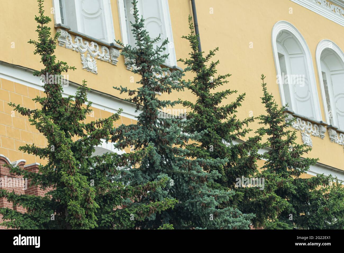 fir trees on Red Square of the Moscow Kremlin Stock Photo - Alamy
