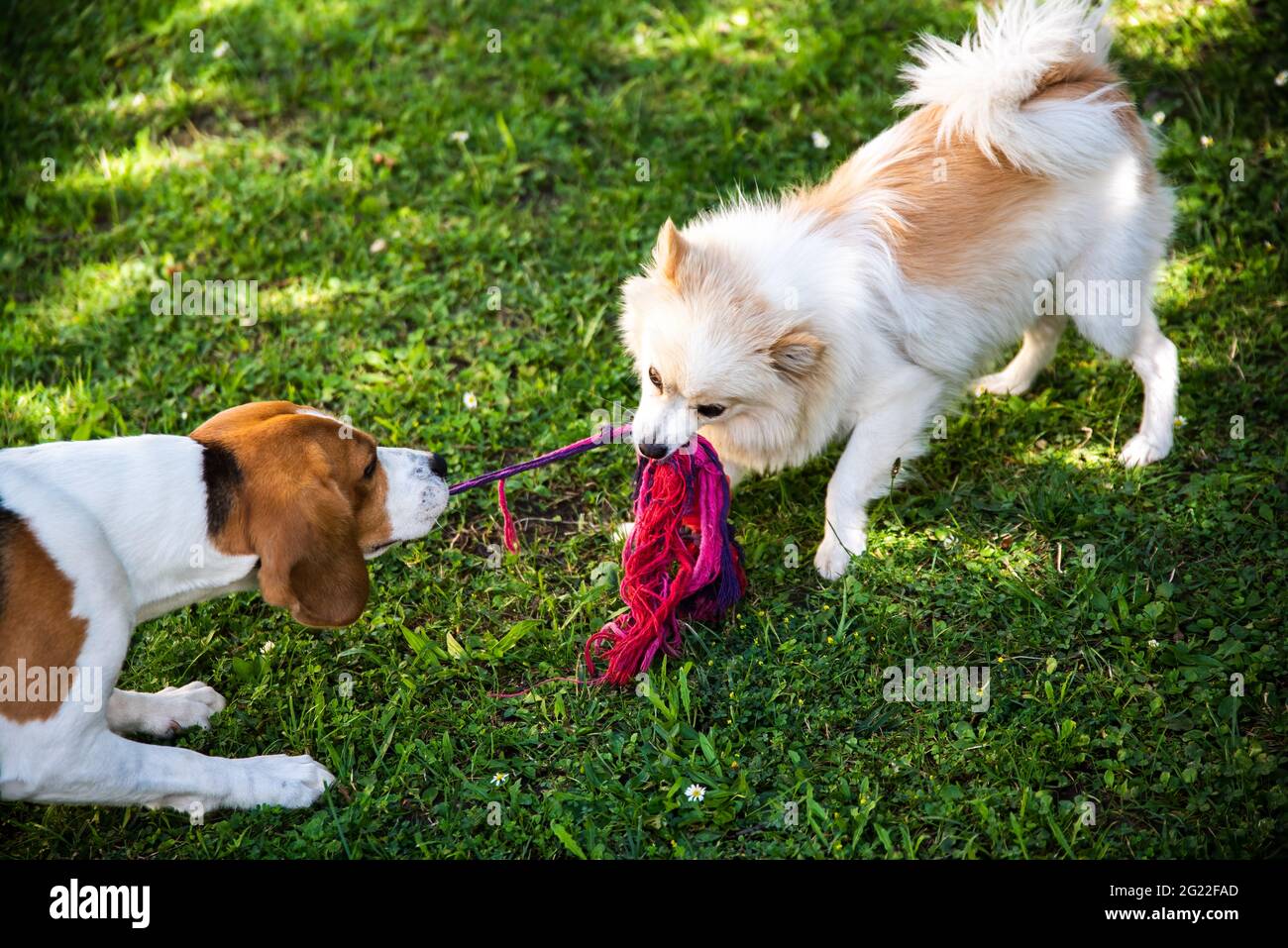 Two dogs playing tug of war with a rope Stock Photo - Alamy