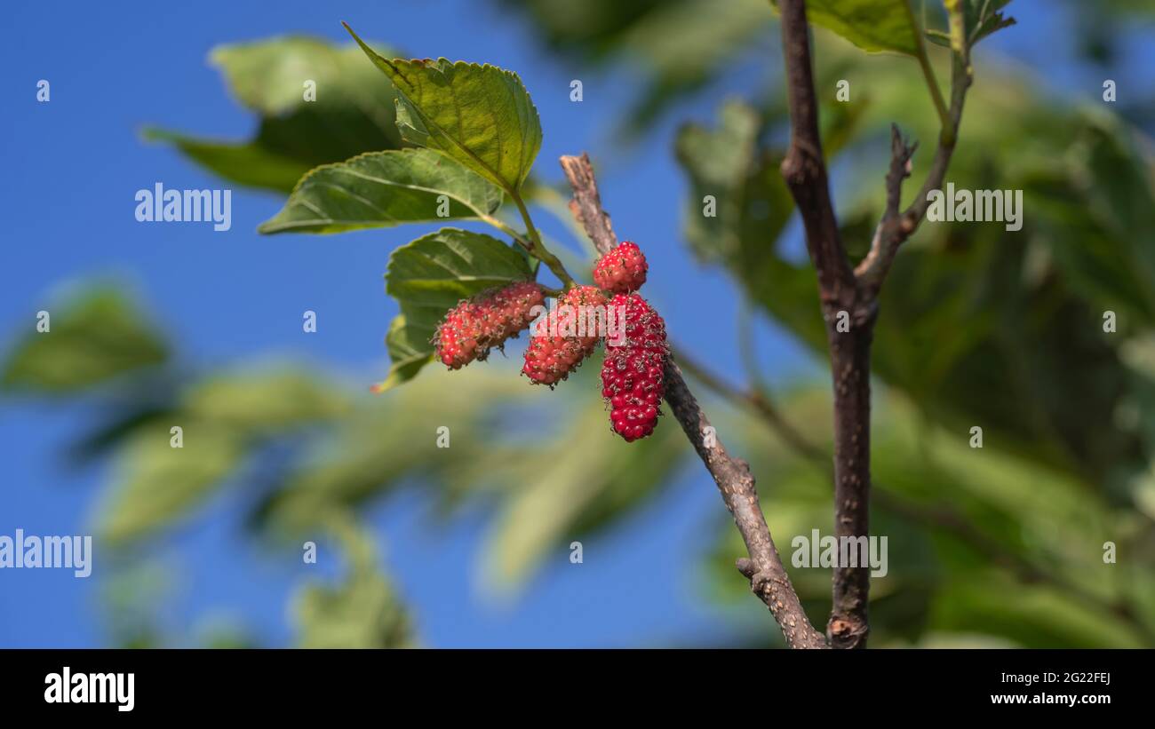 Closeup view showing fresh Mulberry, Morus Alba fruits ,growing on a ...