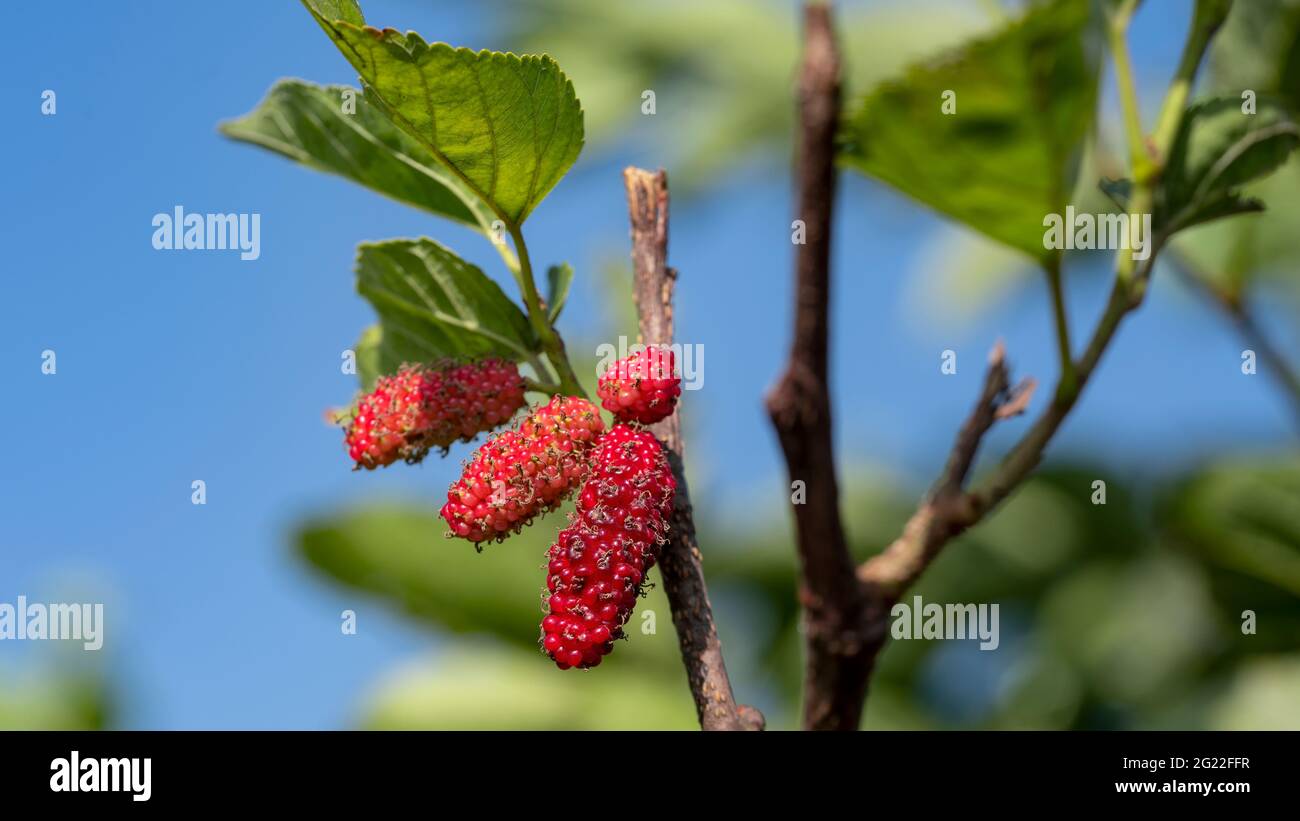 Fruiting Mulberry Tree Leaves