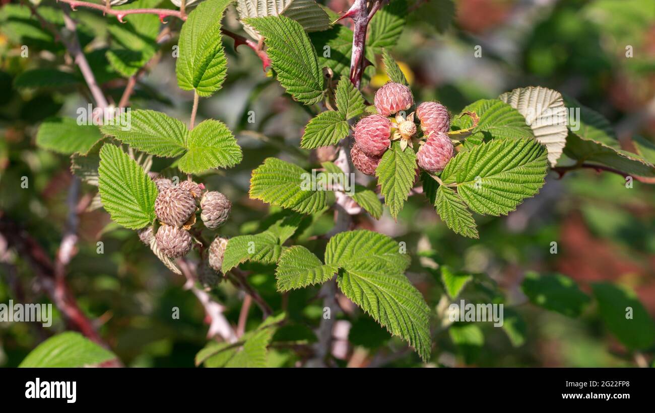 Closeup view of Purple Raspberries,Robus Odoratus, colourful fruits ...