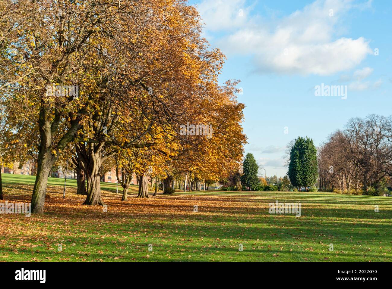 Line of Autumn trees in the sunshine, Becket's Park, Northampton, UK ...
