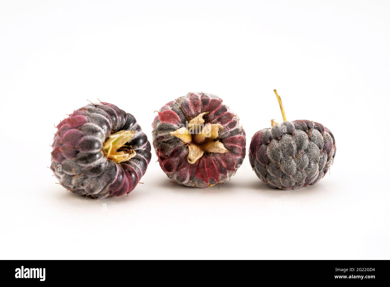 Robus High Resolution Stock Photography and Images - Alamy