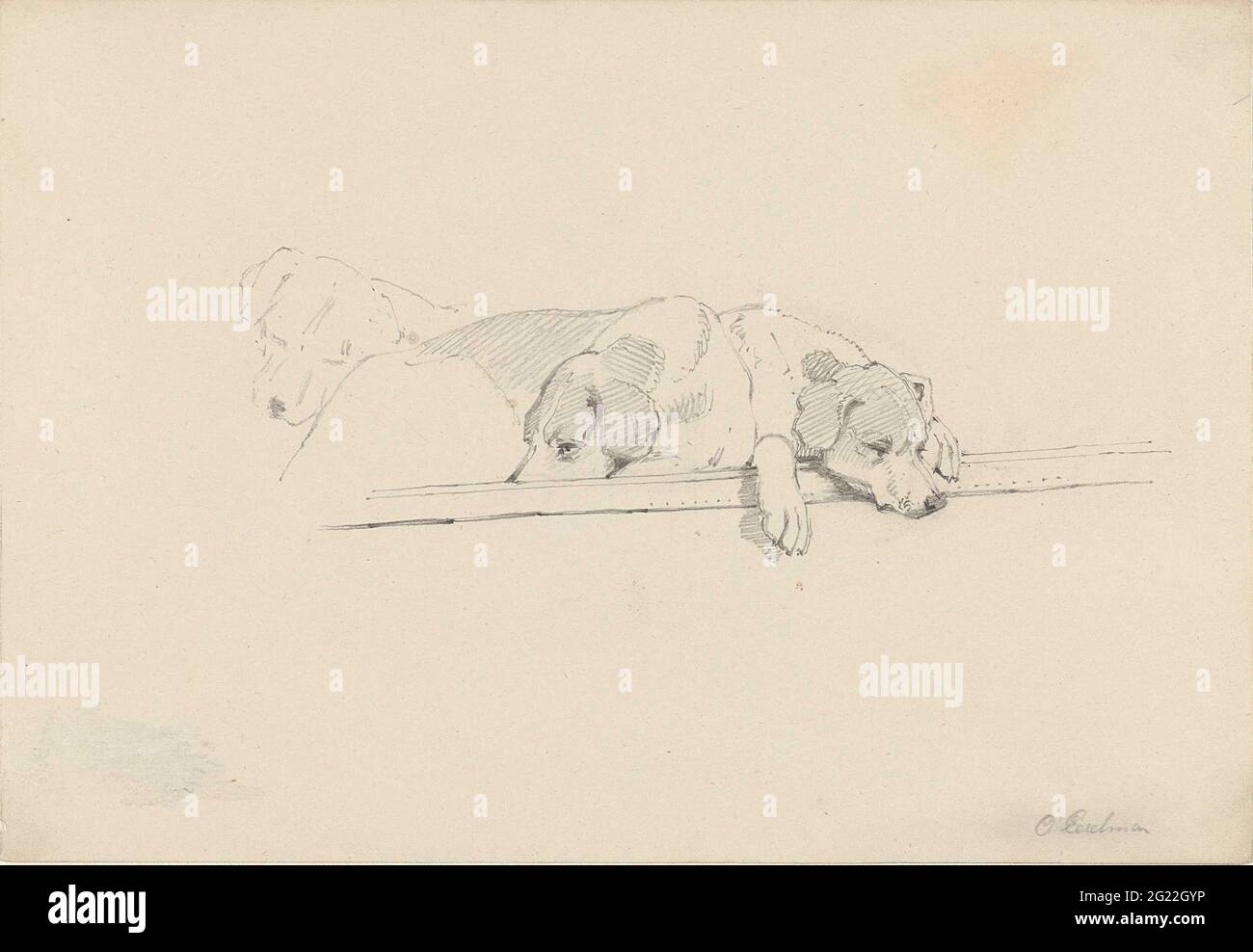 Sketch of three sleeping dogs Stock Photo - Alamy