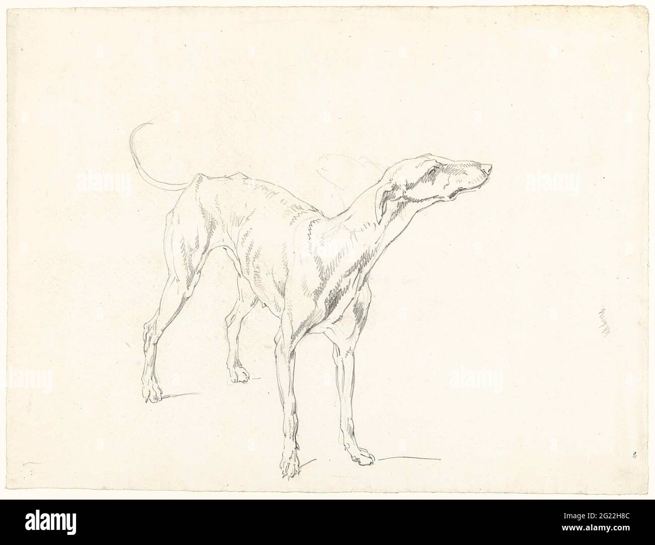 Realistic dog stance hi-res stock photography and images - Alamy