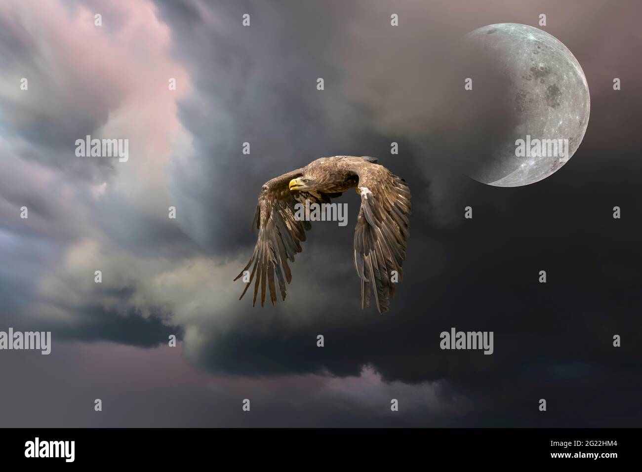 European Bald Eagle flies against a backdrop of a dramatically dark sky ...