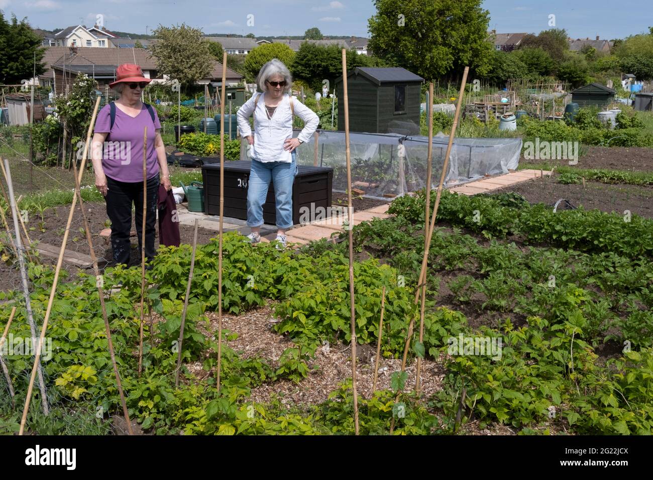 Community veg plot hi-res stock photography and images - Alamy