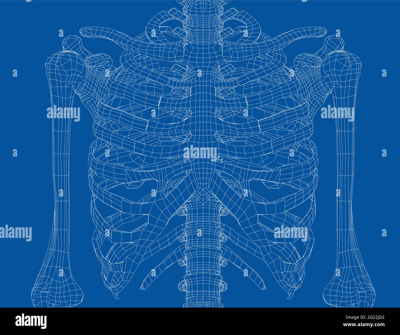 Skeleton of a human chest. Vector Stock Vector Image & Art - Alamy