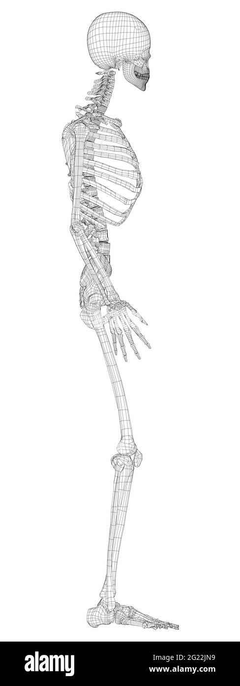 Human skeleton. Vector Stock Vector Image & Art - Alamy