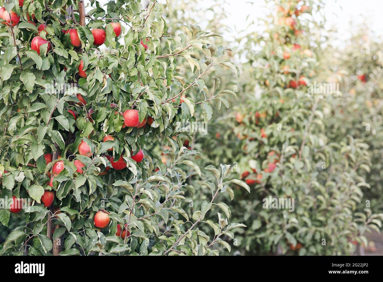 Shiny delicious apples hanging from tree branches at orchard in village ...
