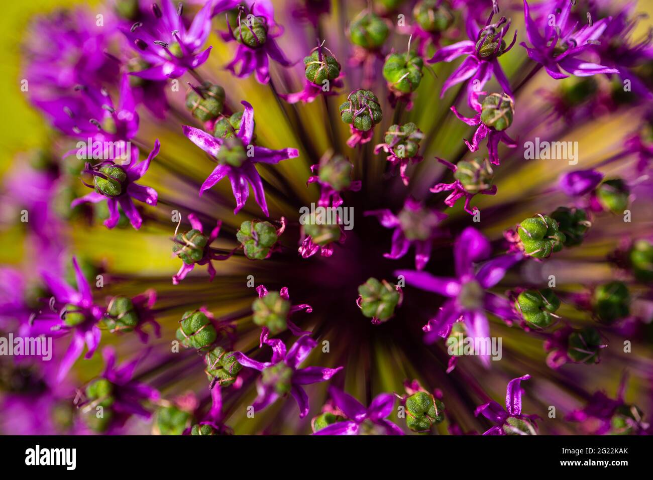 Onion macro hi-res stock photography and images - Alamy