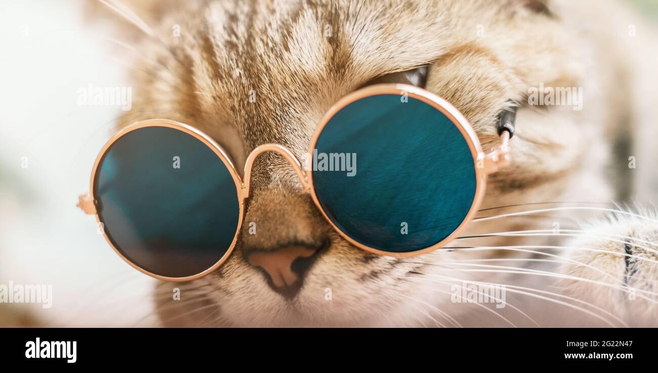 Cat in blue glasses Stock Photo - Alamy