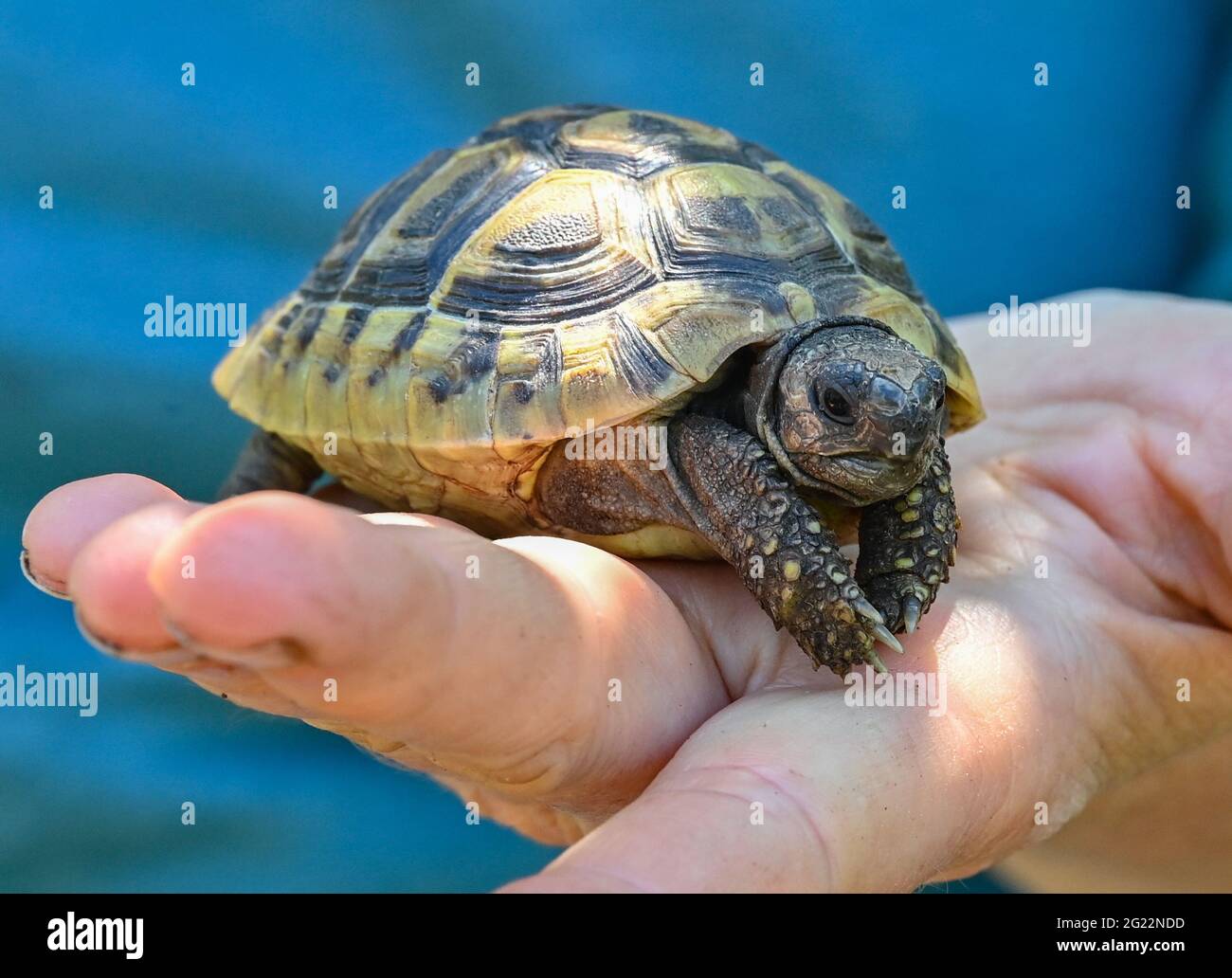 Kruge, Germany. 03rd June, 2021. A small Greek tortoise can be seen on ...
