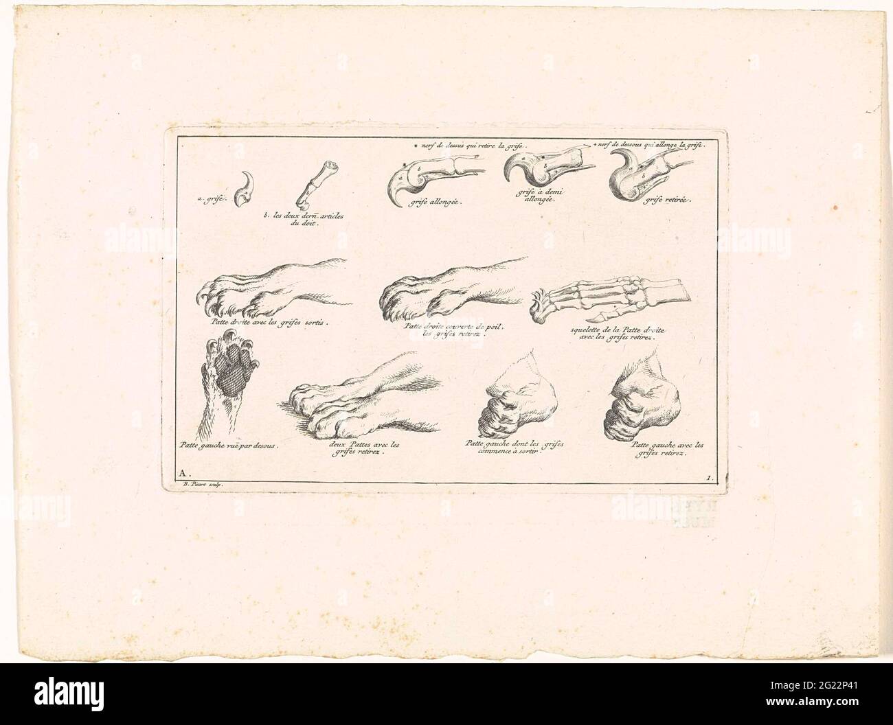 Anatomy of lion's leg; Receuïl de Lions (...). Leaf with the anatomy of ...