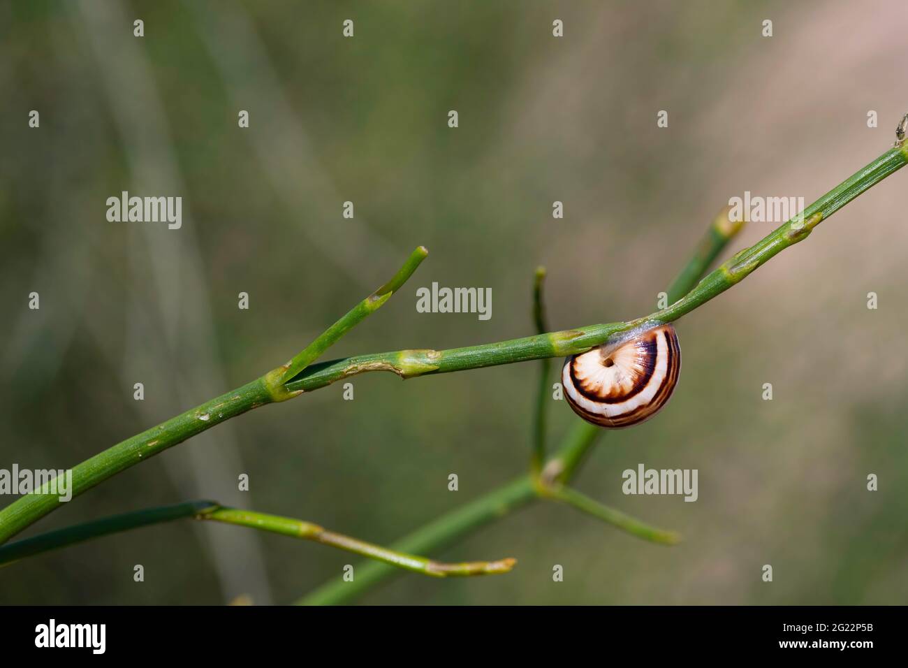 Stem and slug hi-res stock photography and images - Alamy