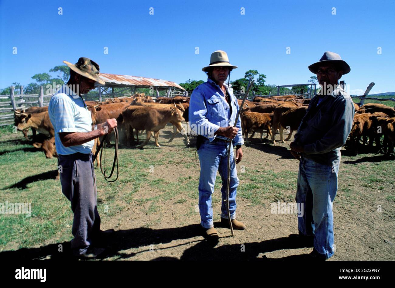 FRANCE. NEW CALEDONIA, BIG ISLAND, KONE REGION, COW BOYS IN A CATTLE ...