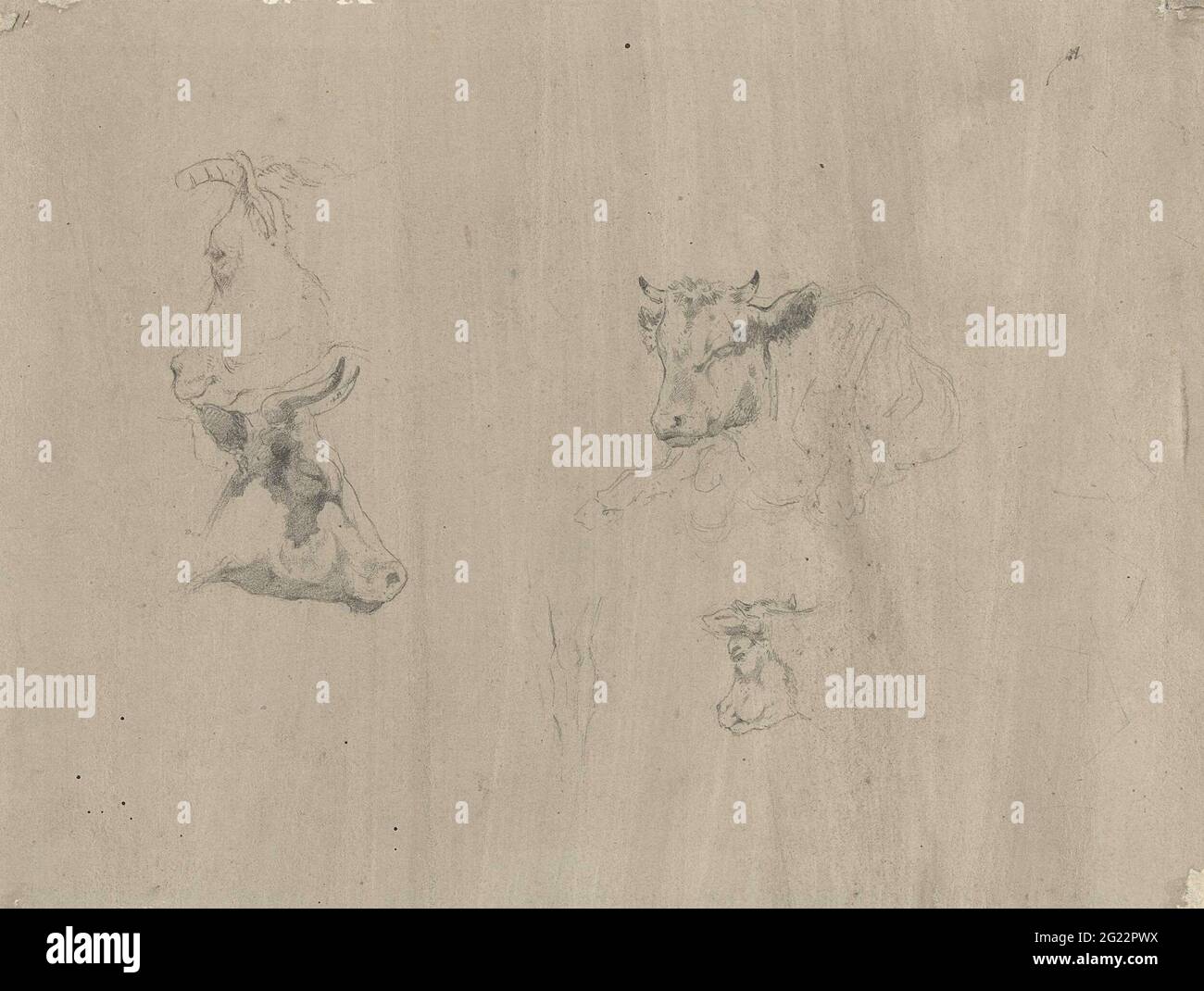 Studies of cows Stock Photo - Alamy