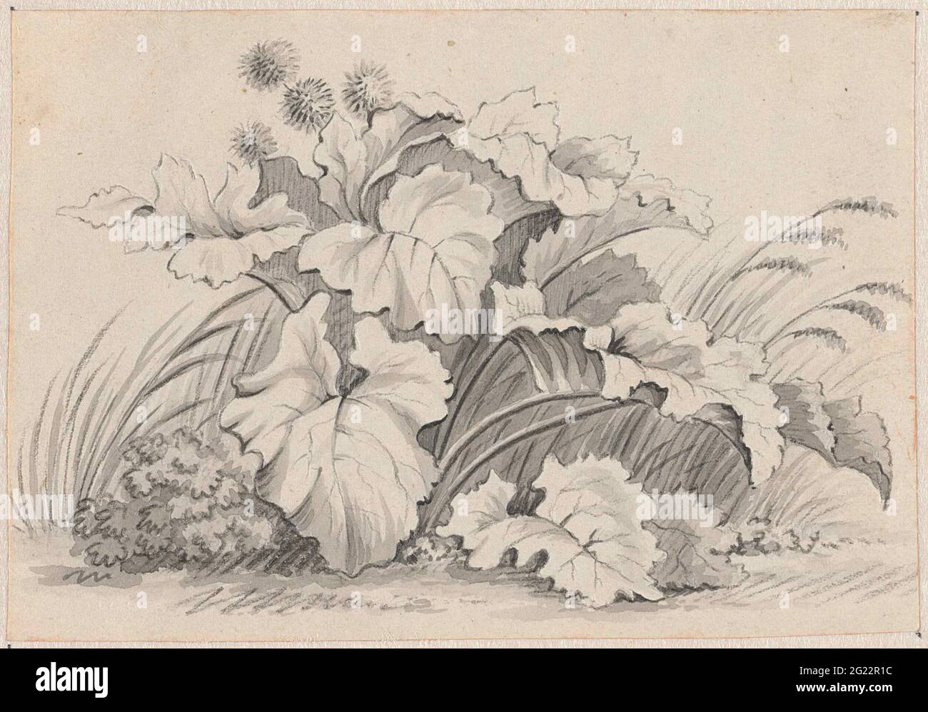 Plant study. Design for a print Stock Photo - Alamy