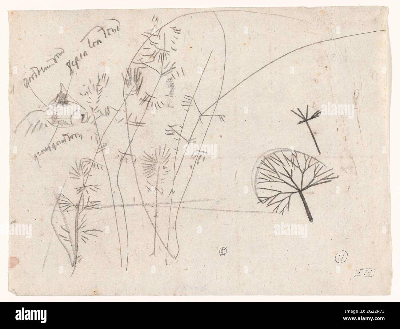 Water plants with a fish, with color notes Stock Photo - Alamy