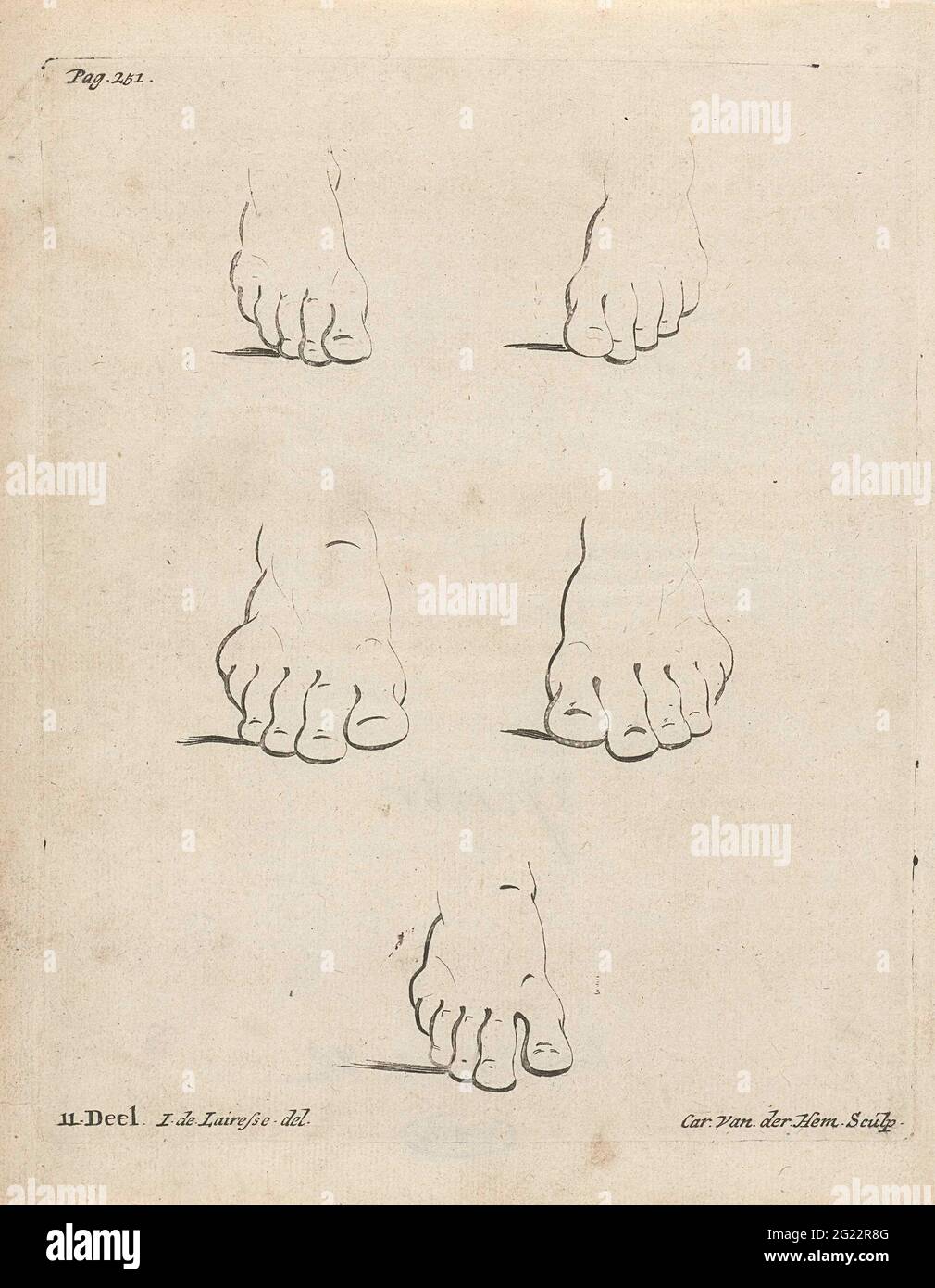 Bottom of foot anatomy hi-res stock photography and images - Alamy