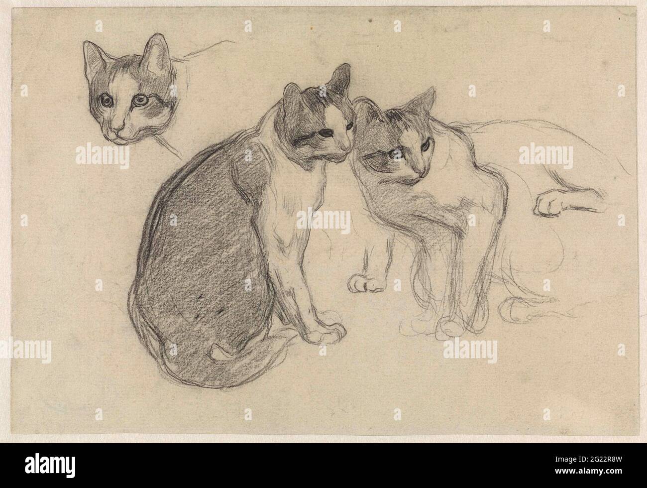 Study sheet with cats Stock Photo - Alamy