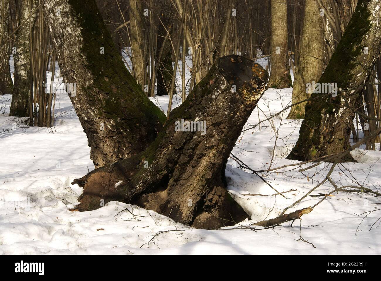 Shadows from trees hi-res stock photography and images - Alamy