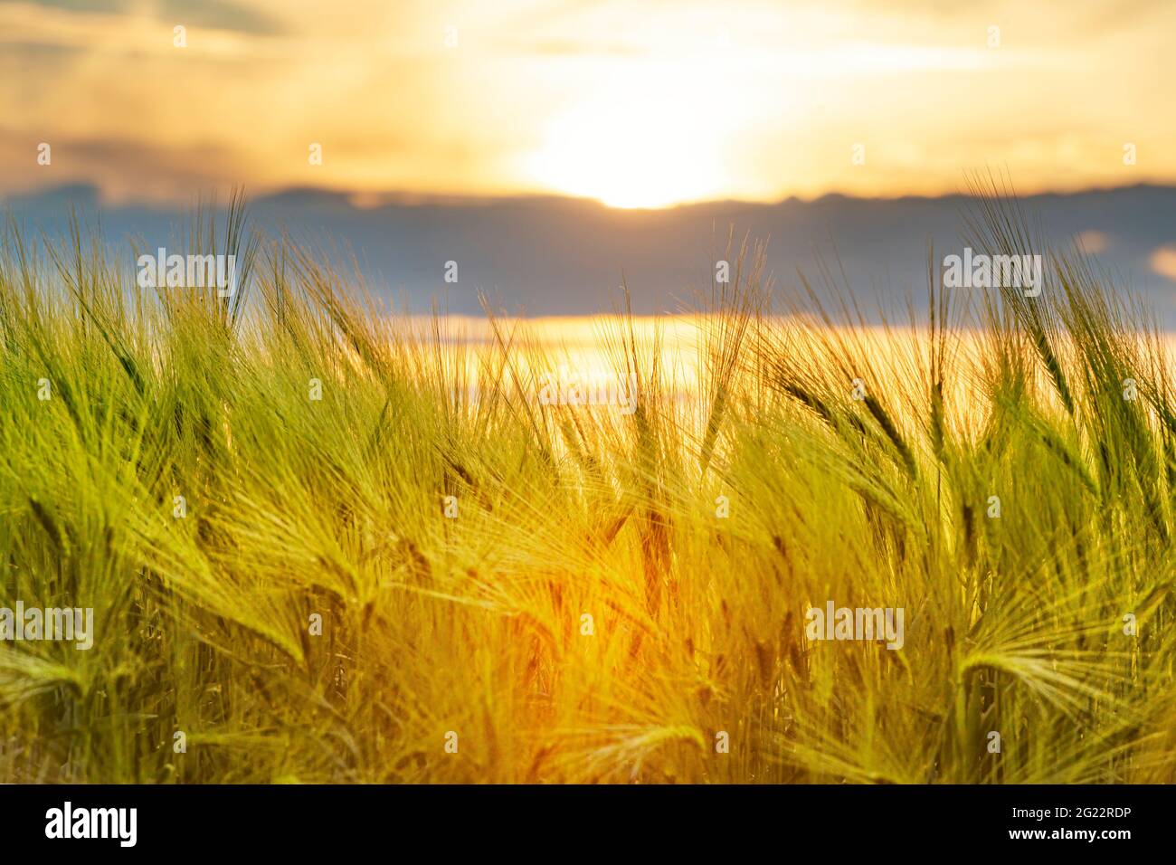 Rye field at the sunset. Amazing countryside scene Stock Photo - Alamy