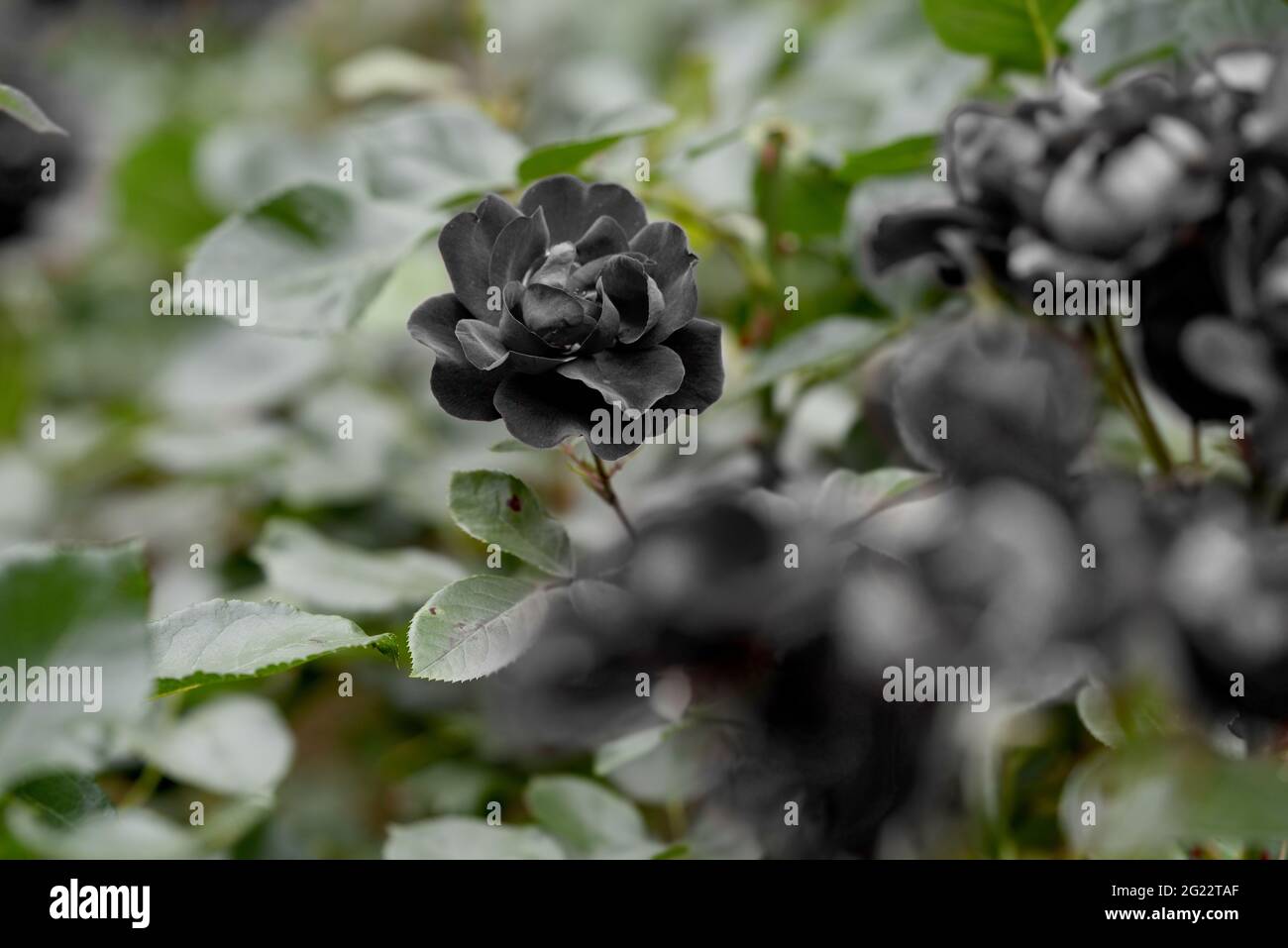 flower of a black rose bush in focus background blurry Stock Photo - Alamy