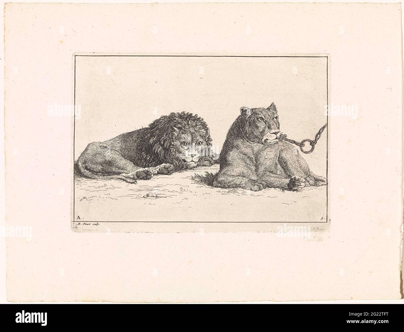 The lions were chained hi-res stock photography and images - Alamy