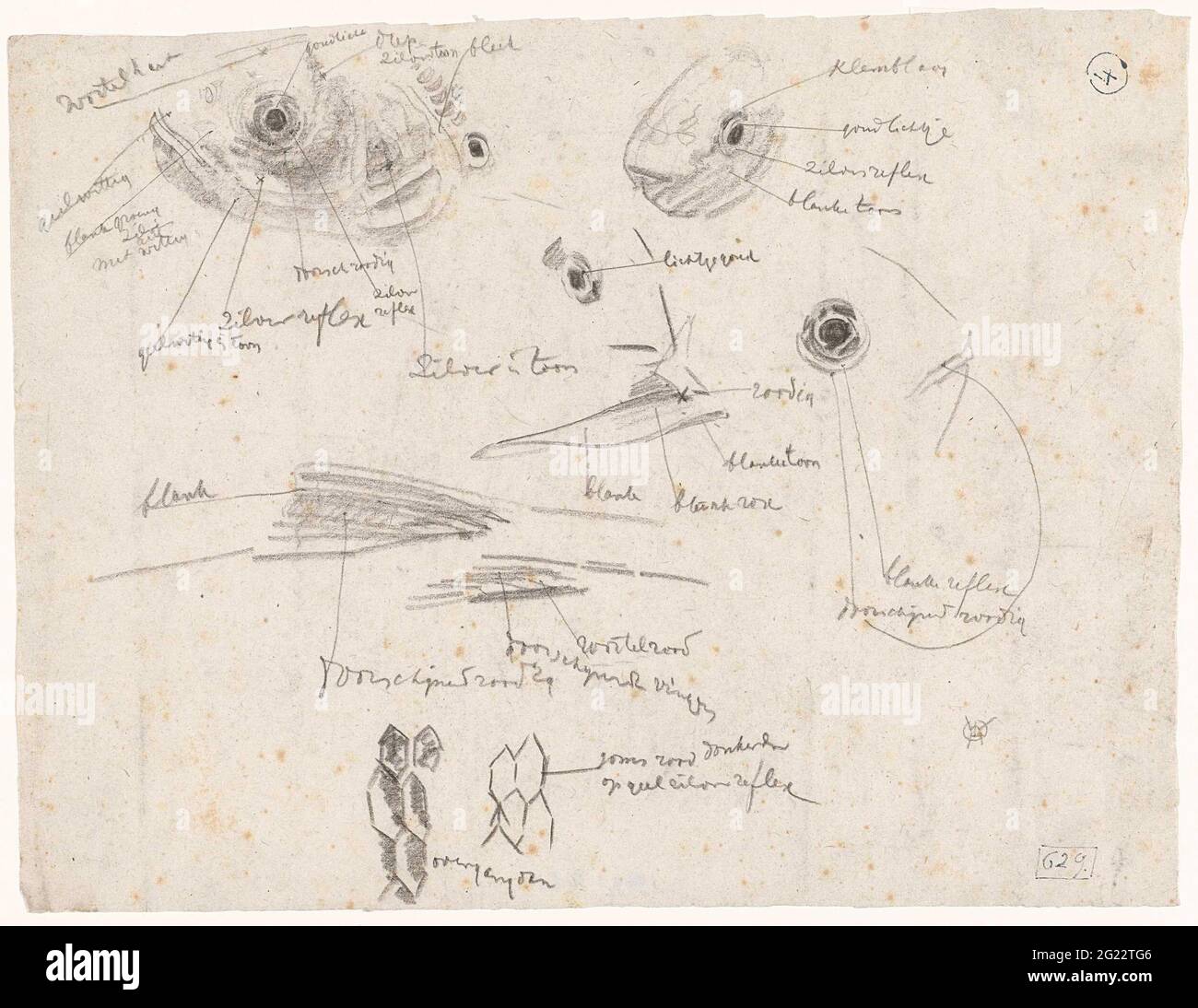 Detail studies of fish, with color notes Stock Photo - Alamy