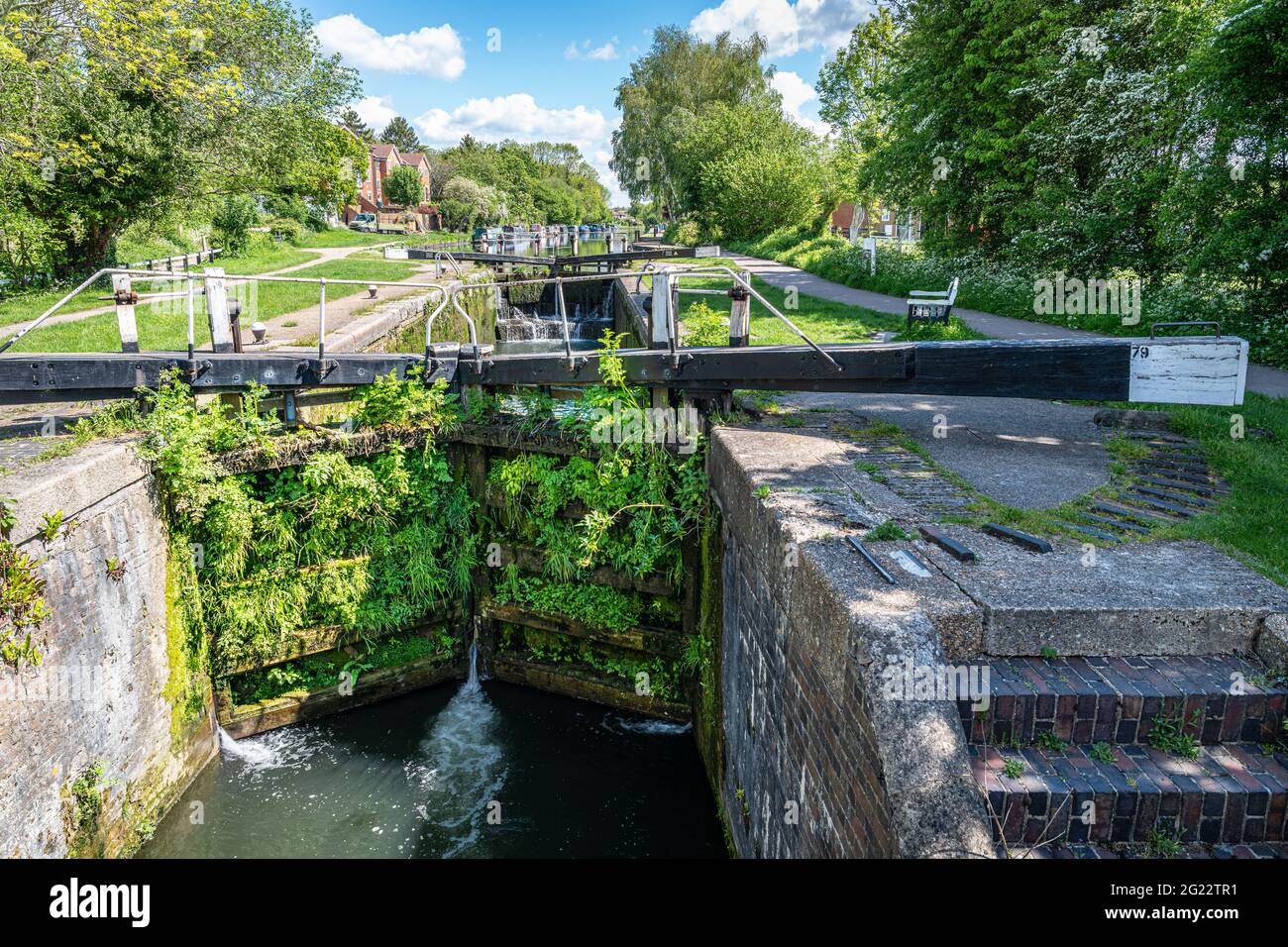 Plants growing on the lock gates of Croxley Common Moor Lock, number 79 ...