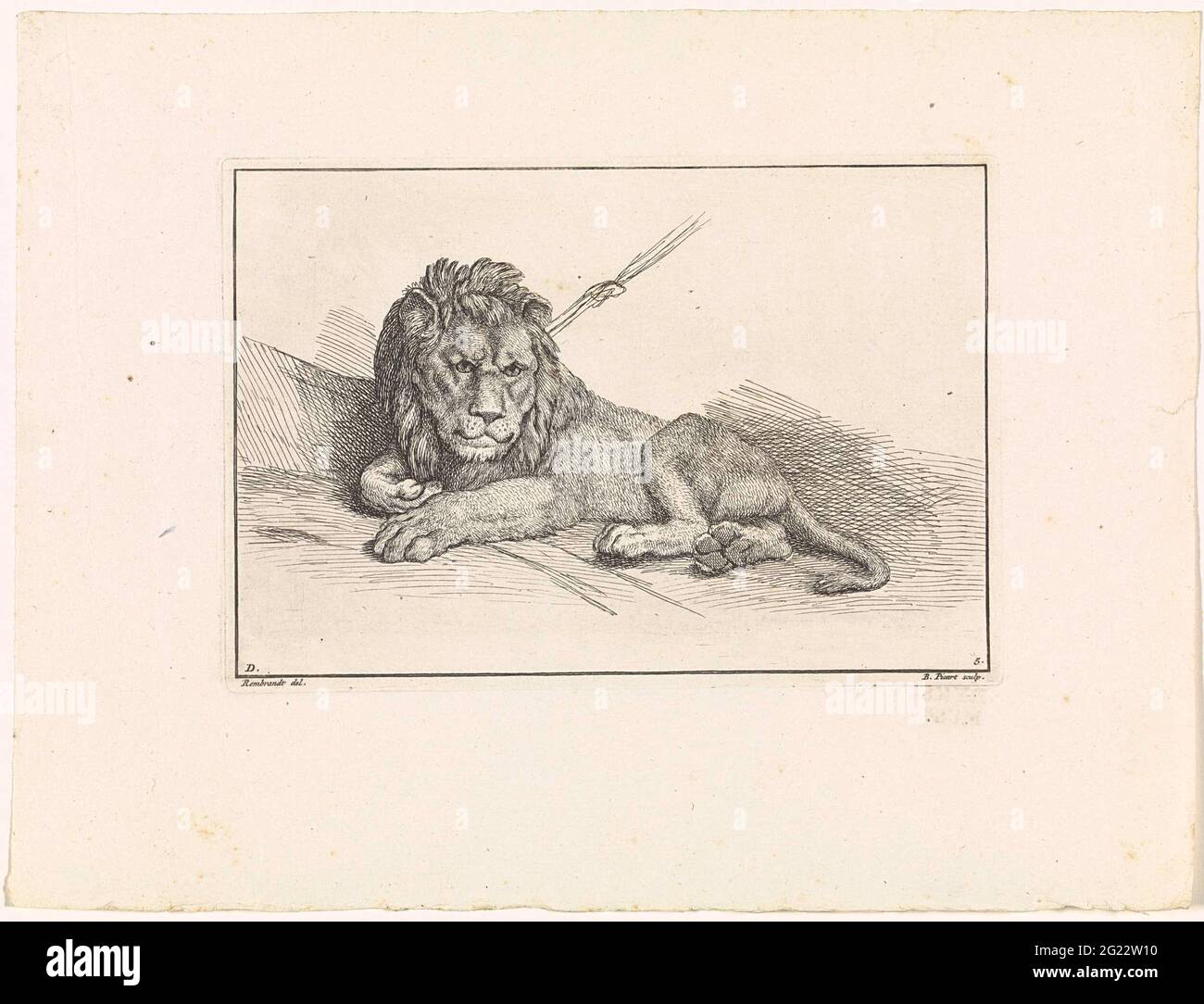 Tied lion; Receuïl de Lions (...). A lying lion, tied up with a rope ...