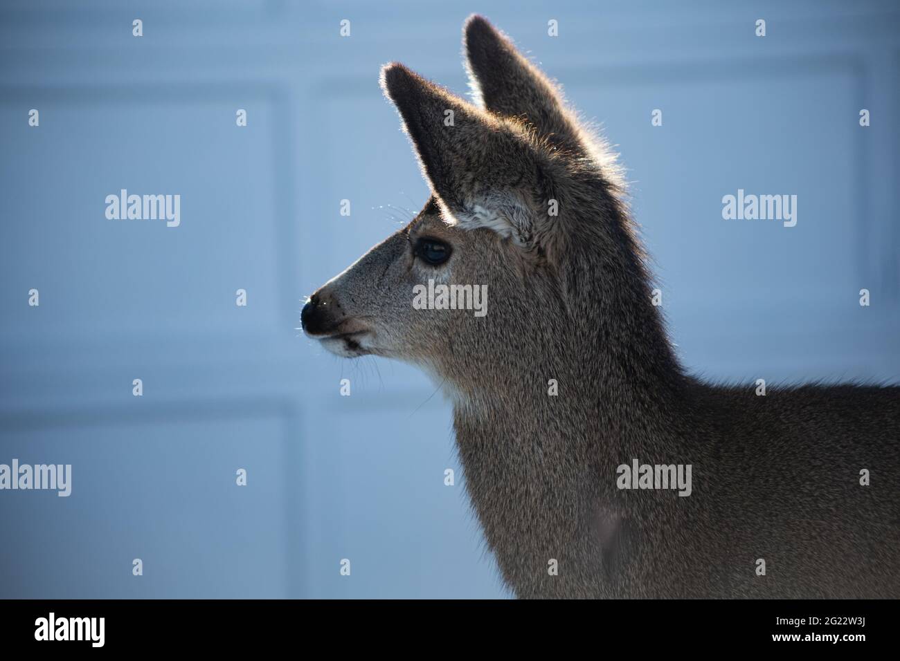 Baby deer hi-res stock photography and images - Alamy