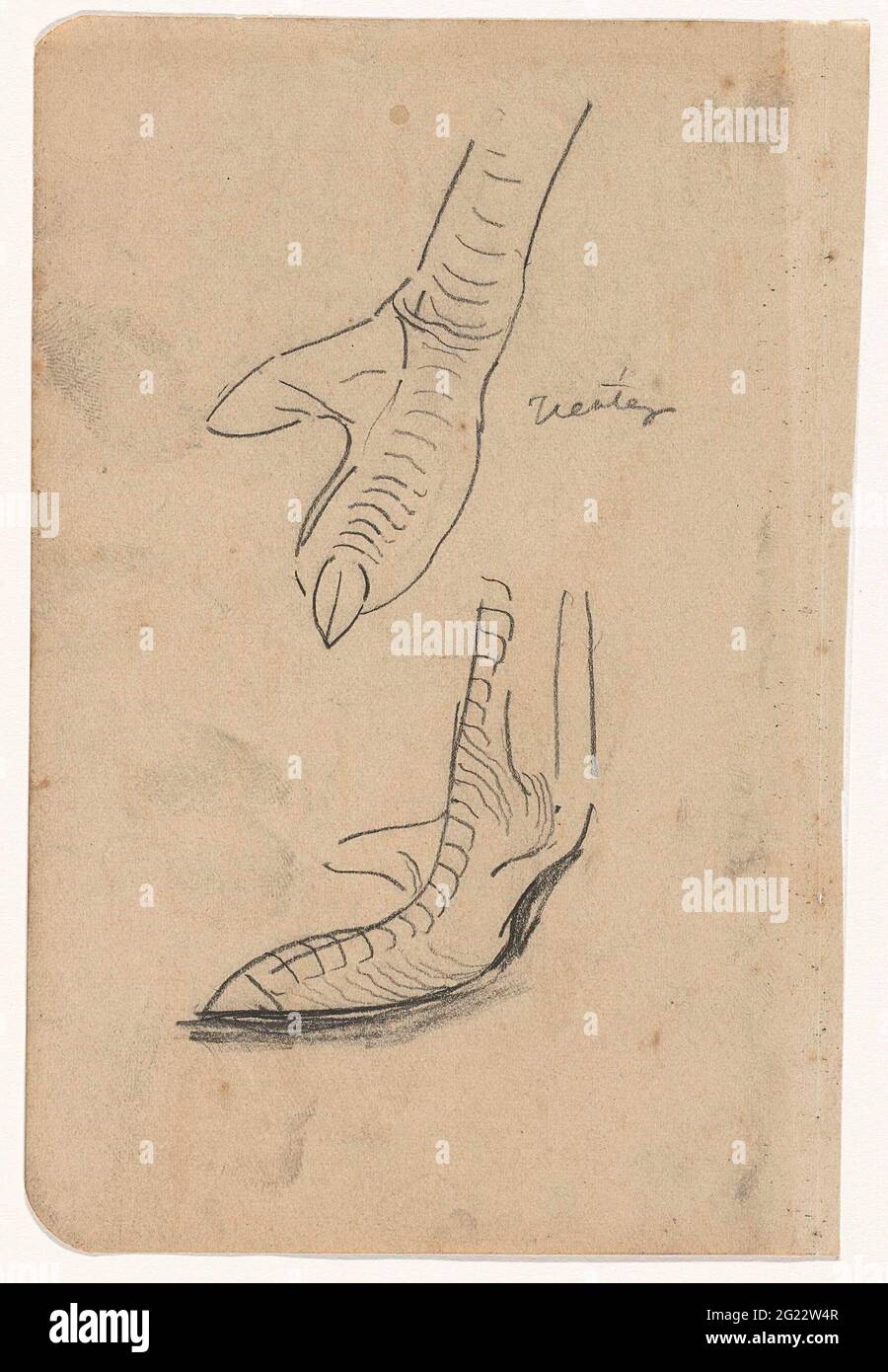 Paws of a bird Stock Photo - Alamy