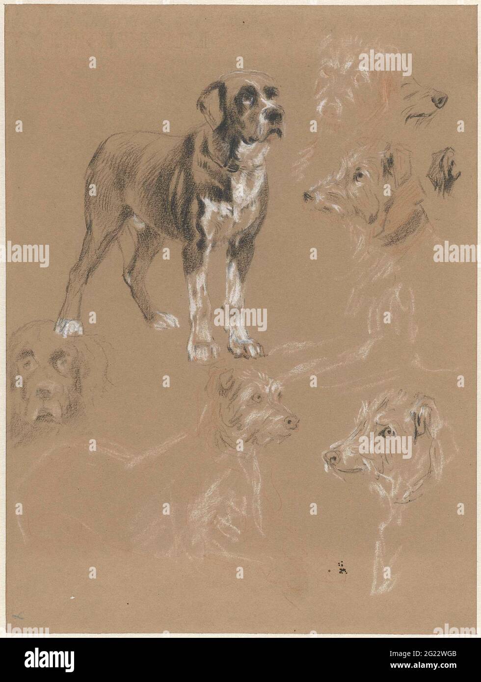Studies of a dog Stock Photo - Alamy