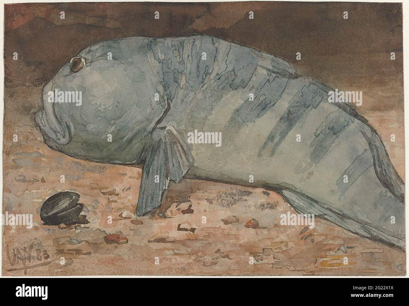 Side View of a Fish Stock Photo - Alamy