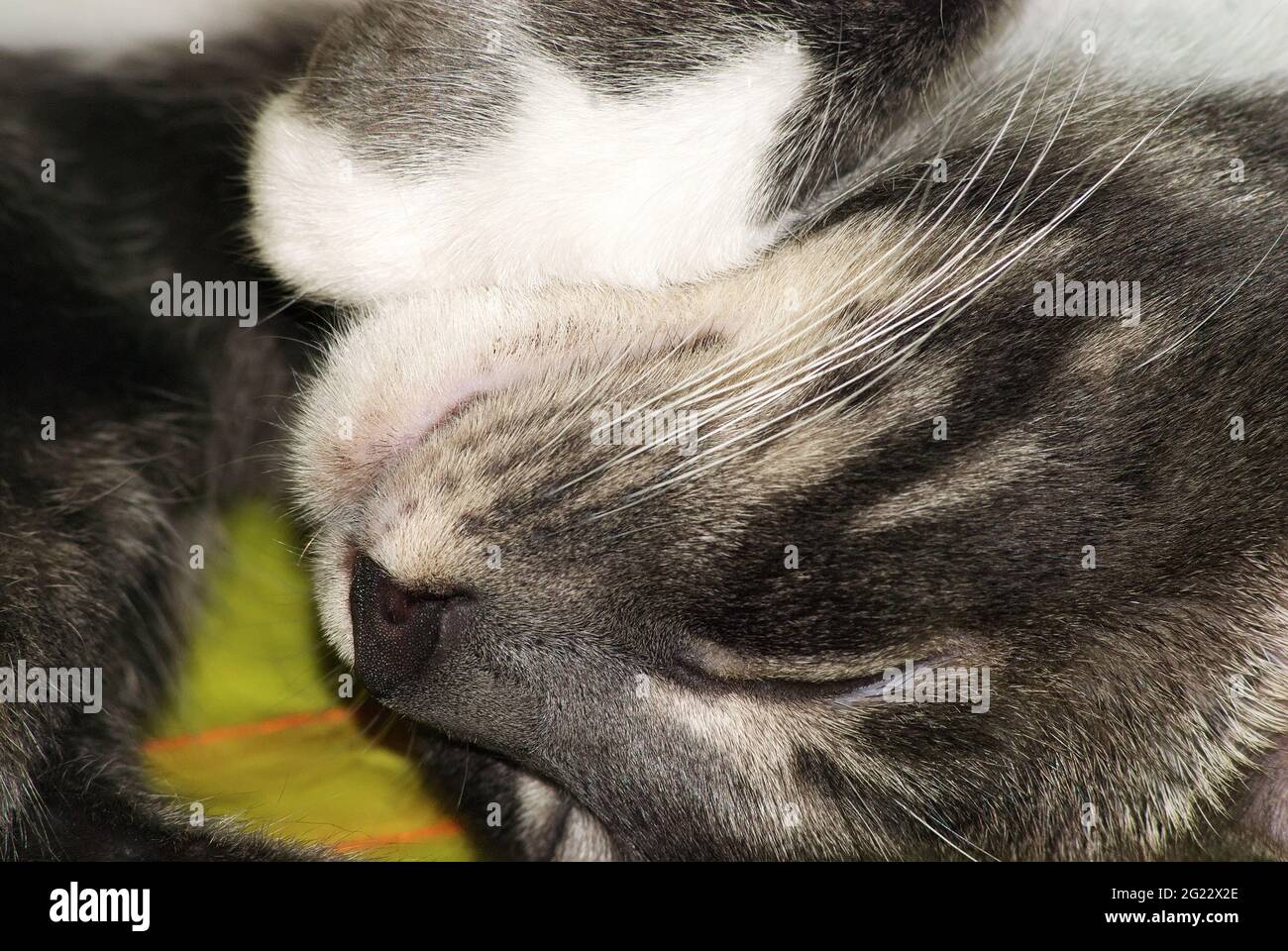 Curled up sleeping calico cat hi-res stock photography and images - Alamy