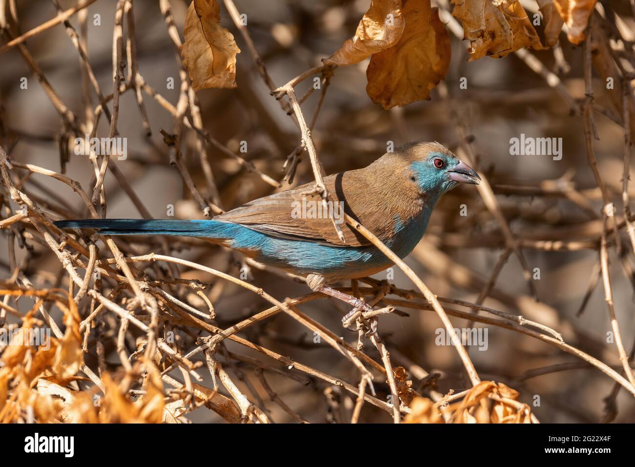 Red-cheeked Cordonbleu - Uraeginthus bengalus, beautiful colored ...
