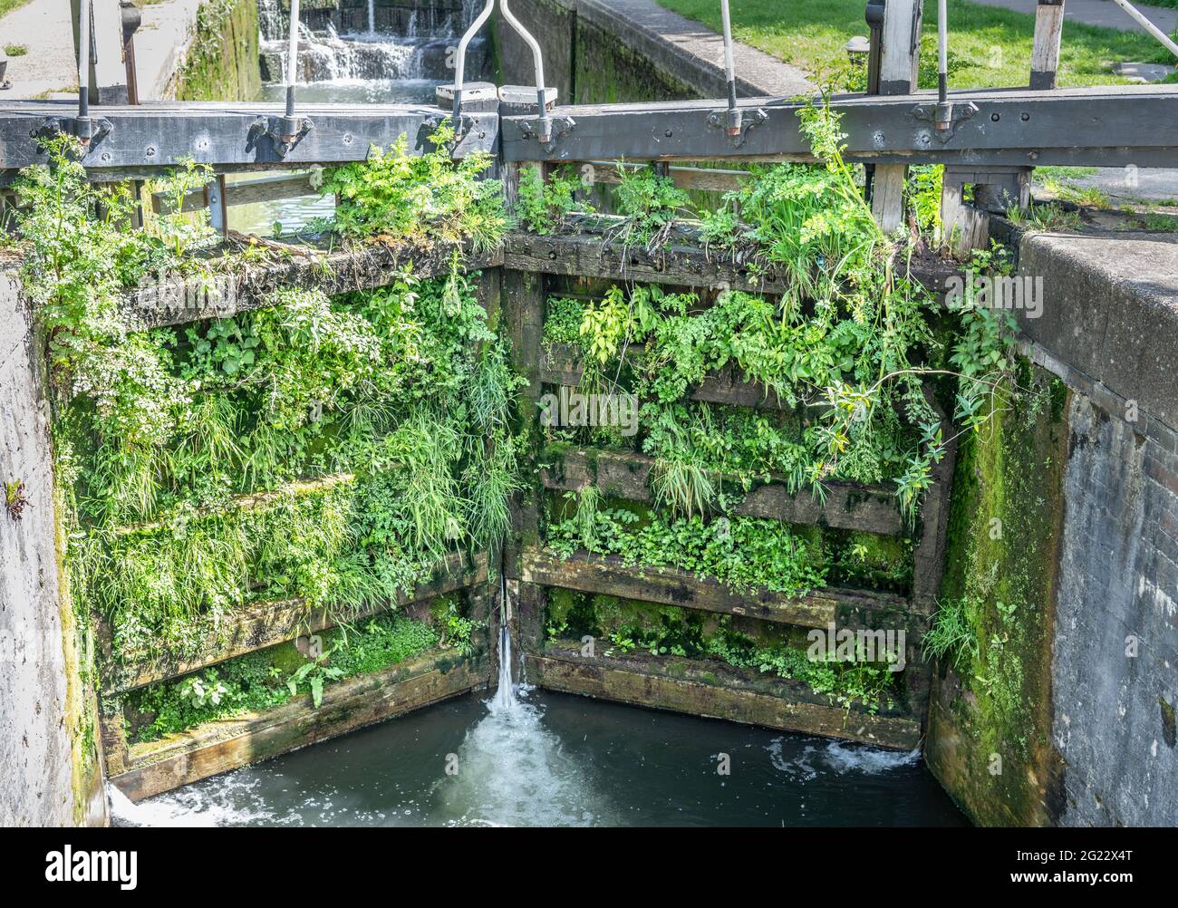 Plants growing on the lock gates of Croxley Common Moor Lock, number 79 ...