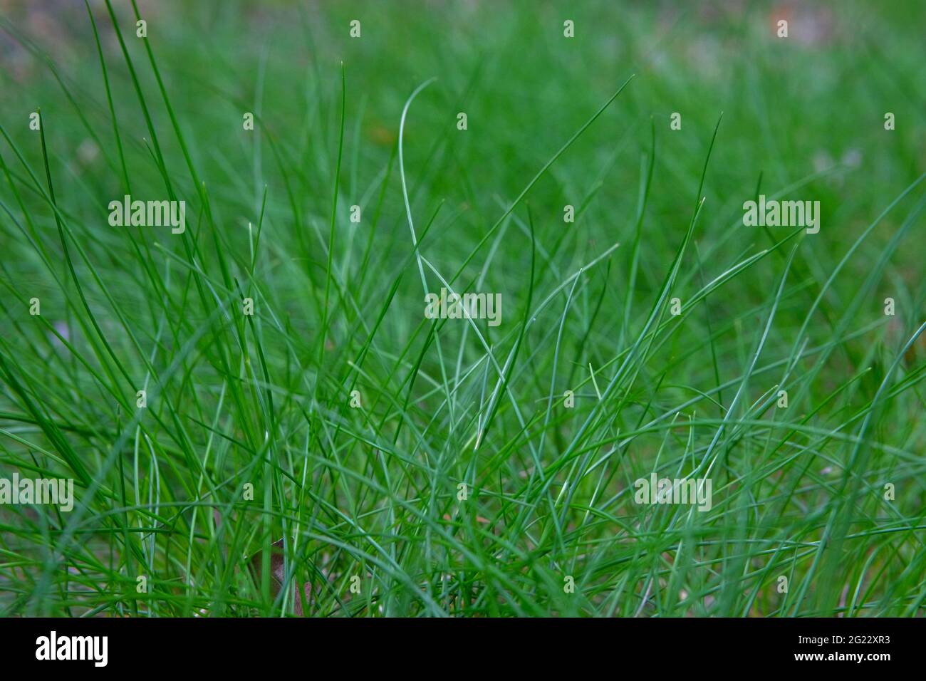 Ecological environment. Green grass of lawn in town. Eco in summer city ...