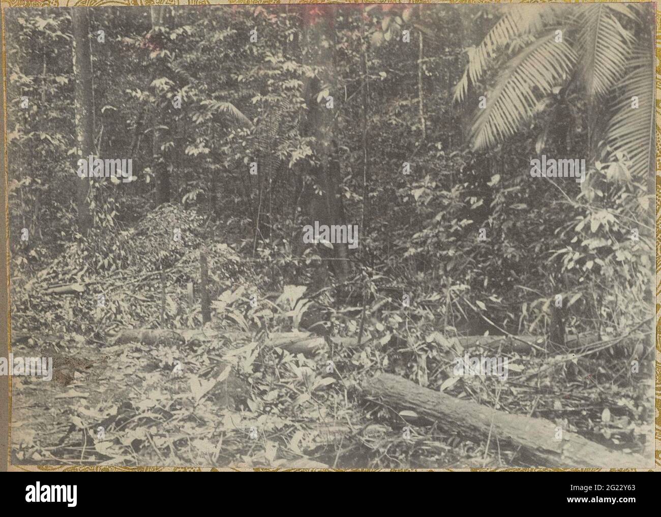 In the Oerbosch. Trees and plants in the Surinamese Oerbos. Part of the ...