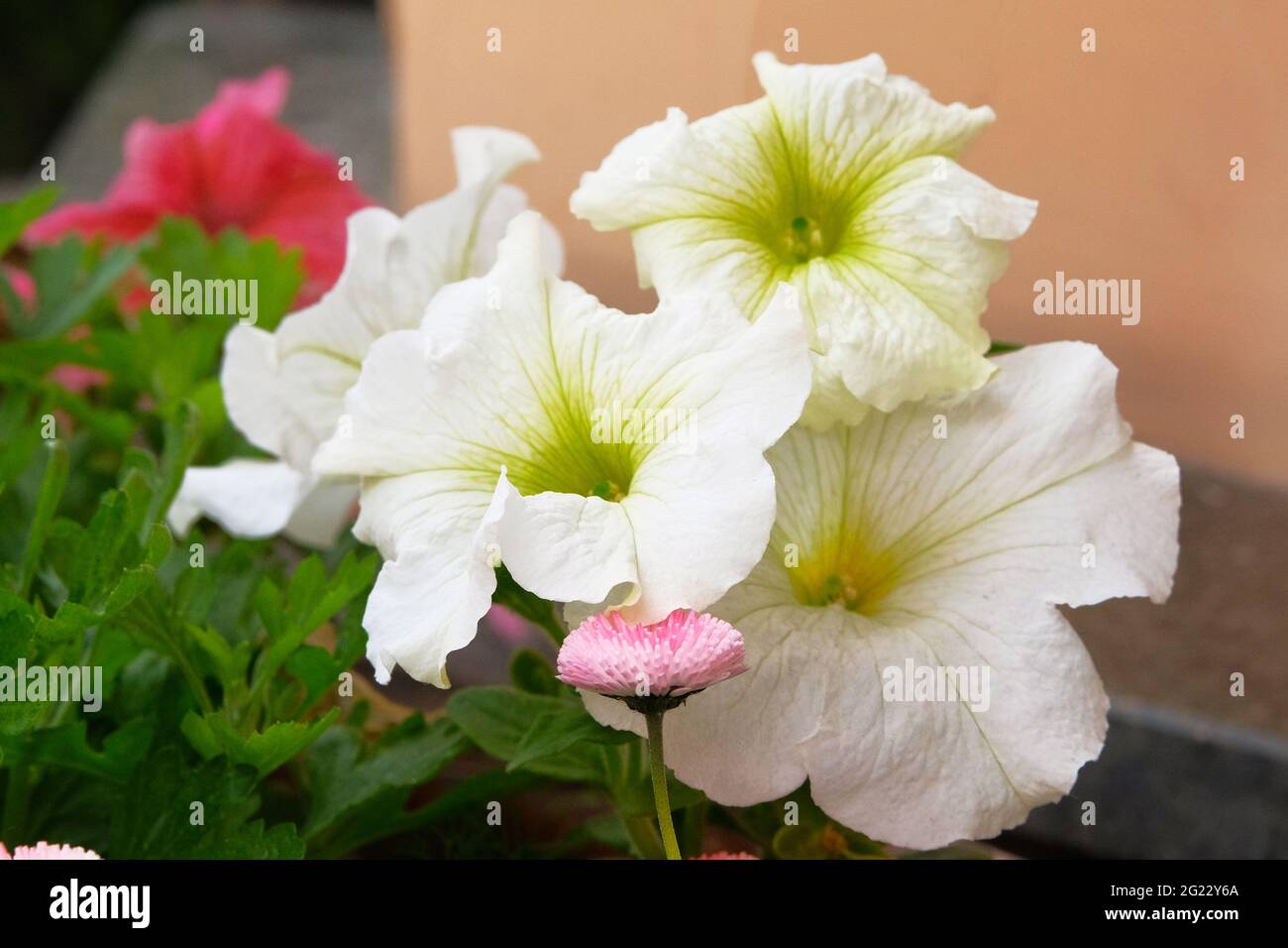 White petunia blooms in spring in botanical garden. Colorful blooming ...
