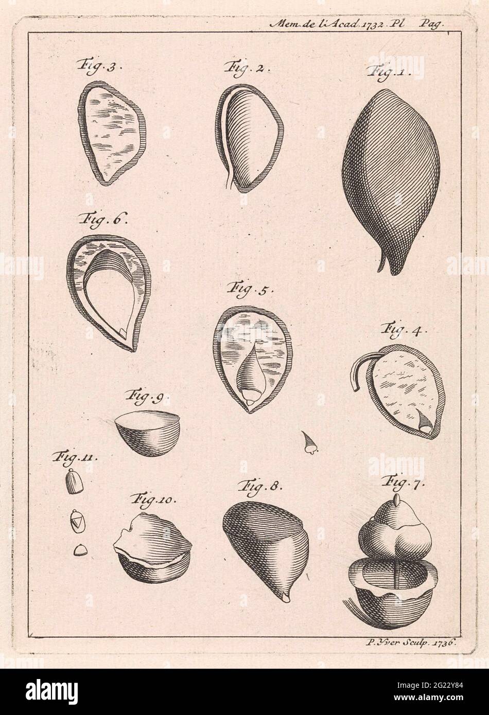 Plant seed. Several figures and cross-sections of a germinating plant ...